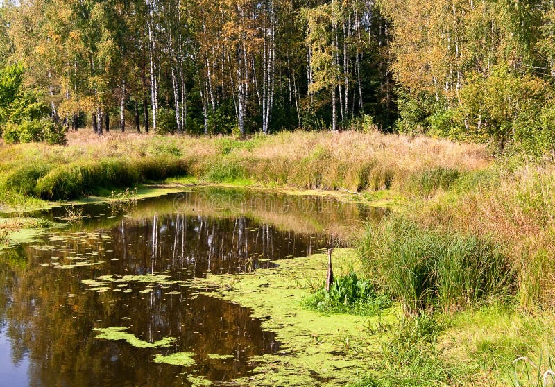 River and forest stock image. Image of woods, lake, duckweed - 11060043