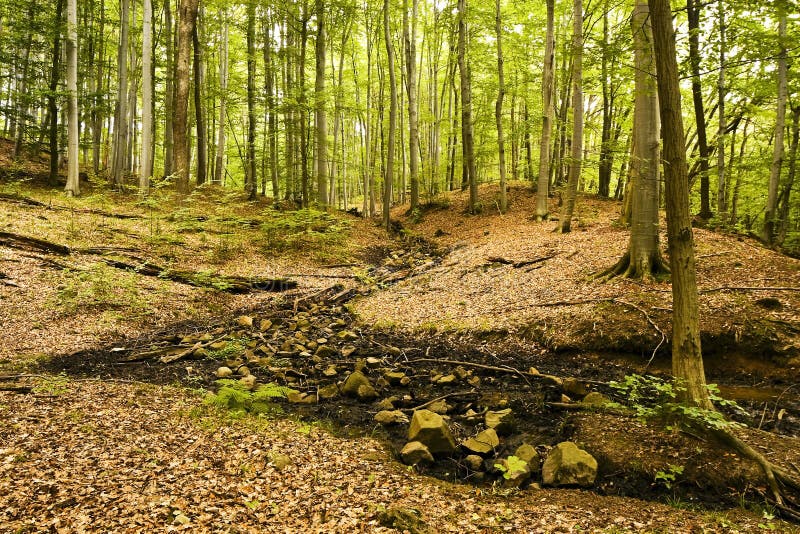 River Forest stock image. Image of fall, green, peaceful - 12574365