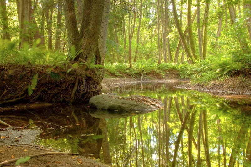 Bog stock photo. Image of wood, russian, fallen, thick - 388404