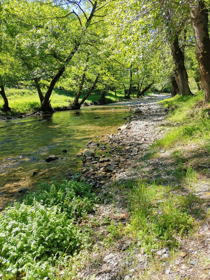 The River through the Forest a Green Plants Stock Image - Image of ...