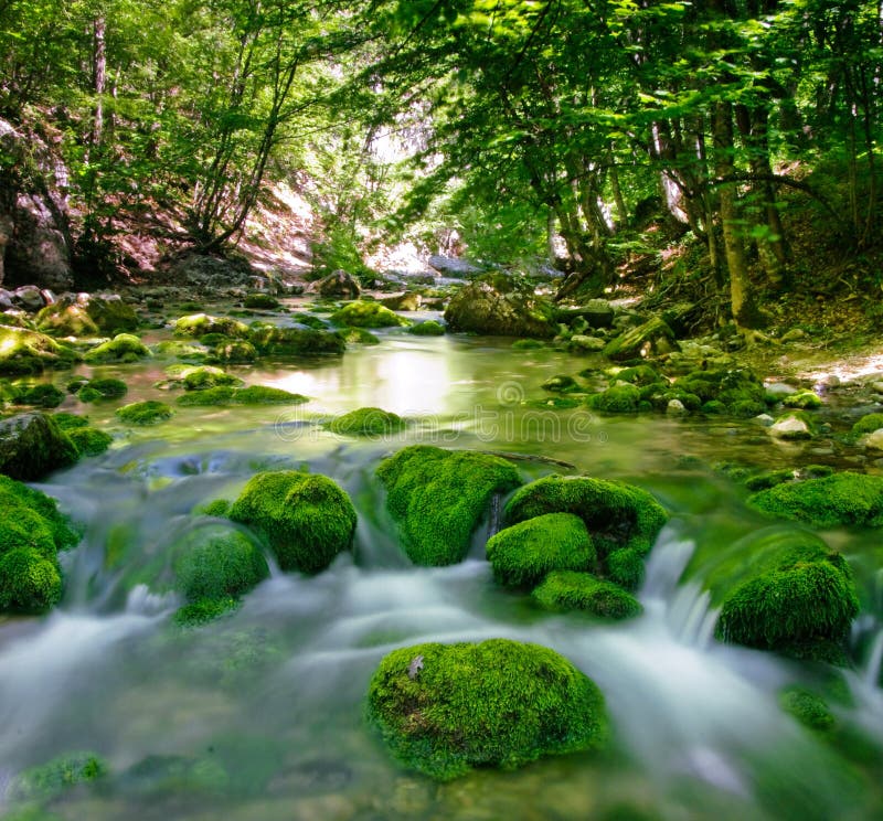Water stream in forest stock image. Image of flowing - 20864323