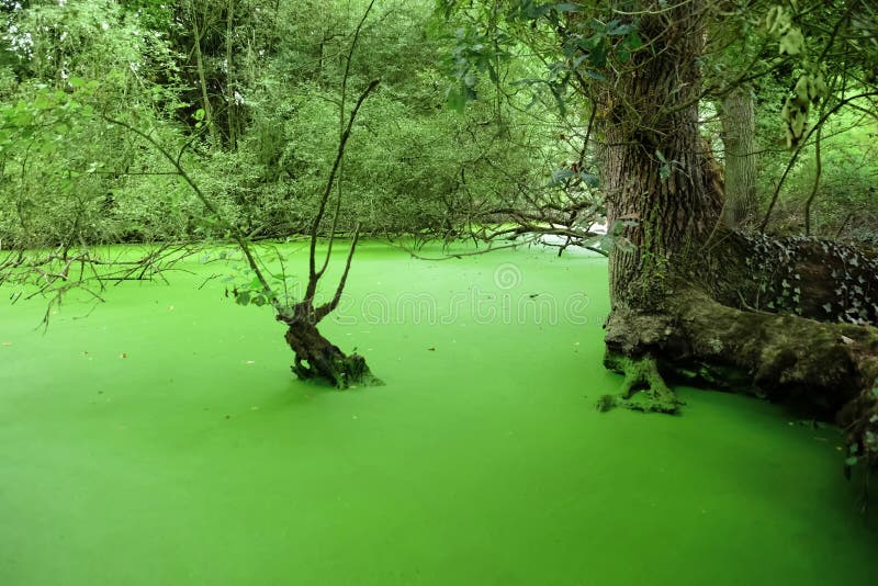 Forest river algae stock photo. Image of clean, color - 57179912