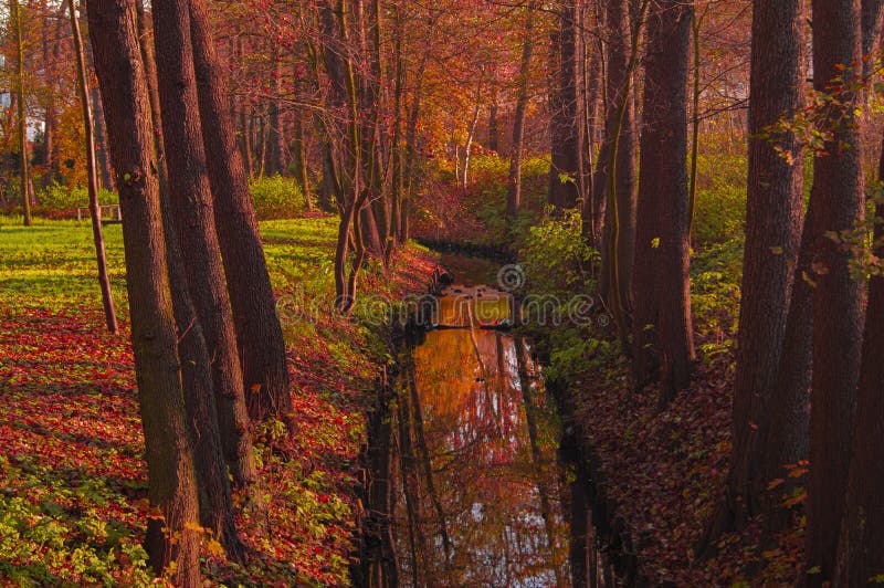 River in the Forest at Autumn Autumn Time Stock Image - Image of field ...