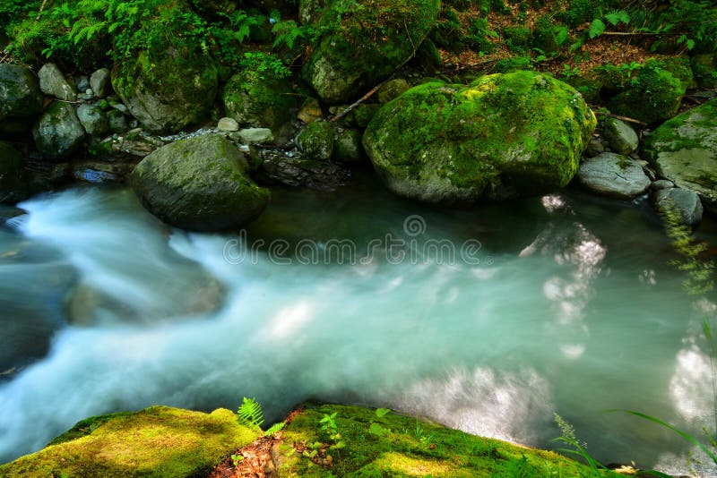 River through forest stock photo. Image of tributary - 75775418