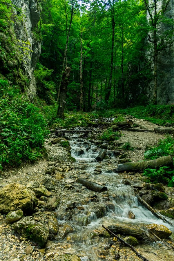 River in the forest stock image. Image of natural, beauty - 125917903