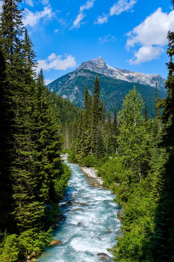 River in a Forest in Canada Stock Photo - Image of nature, pine: 154023714