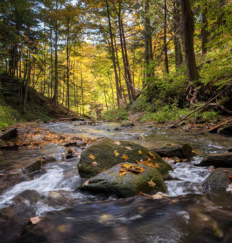 River In Forest During Daytime Stock Image - Image of rocks, rapids ...