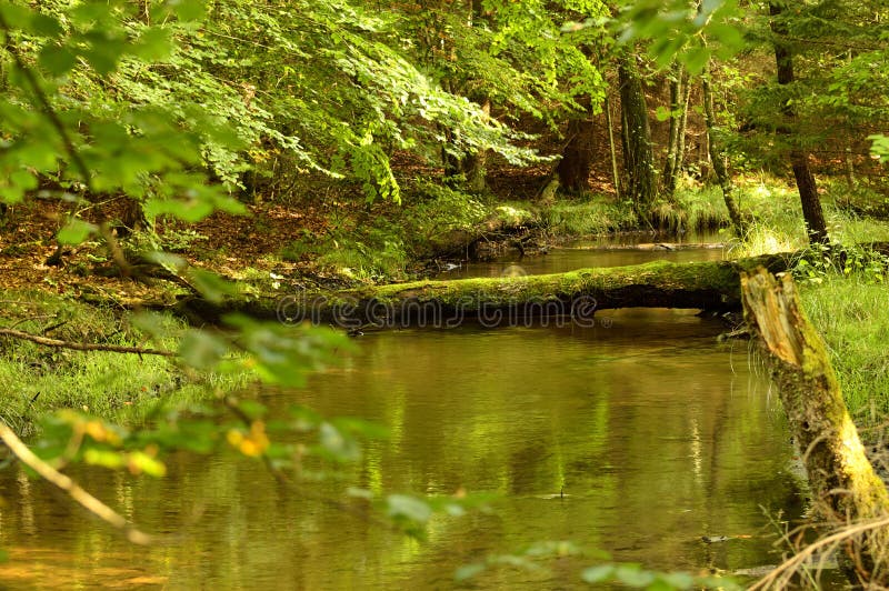 River in the forest stock photo. Image of fallen, trunk - 62739580
