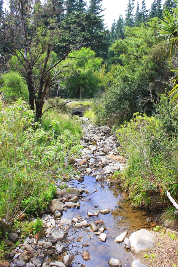River in a Forest Flowing between Trees Stock Image - Image of island ...