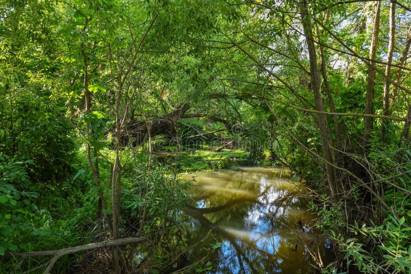 River in the Forest, Flowing between Trees Stock Image - Image of ...