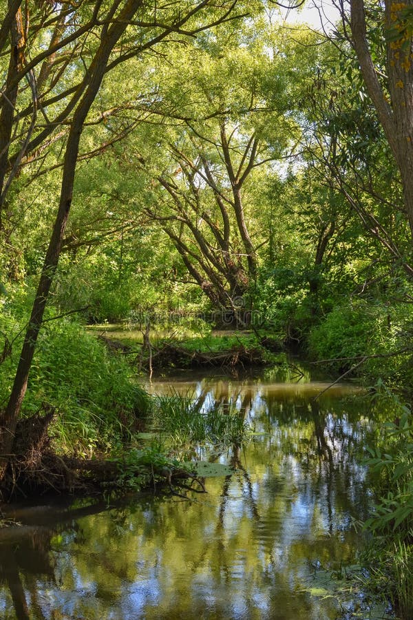 River in the Forest, Flowing between Trees Stock Photo - Image of ...