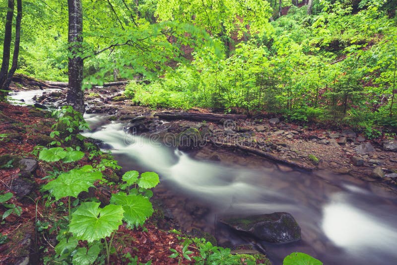 River in the Forest. Green Summer Woodland Stock Photo - Image of green ...