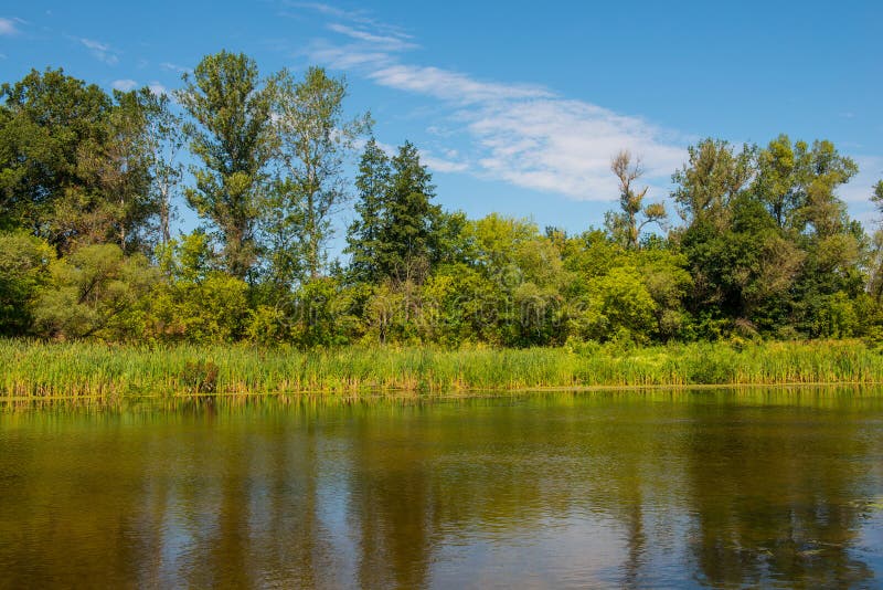 River and forest stock photo. Image of plant, nature - 43776768