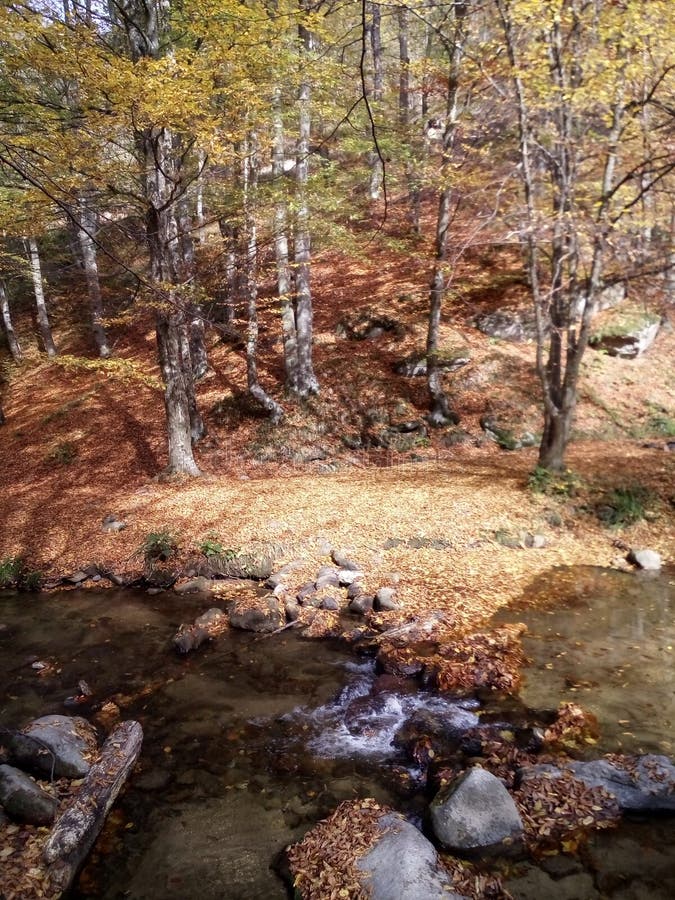 Nature Water Threes Priroda Stock Photos - Free & Royalty-Free Stock ...