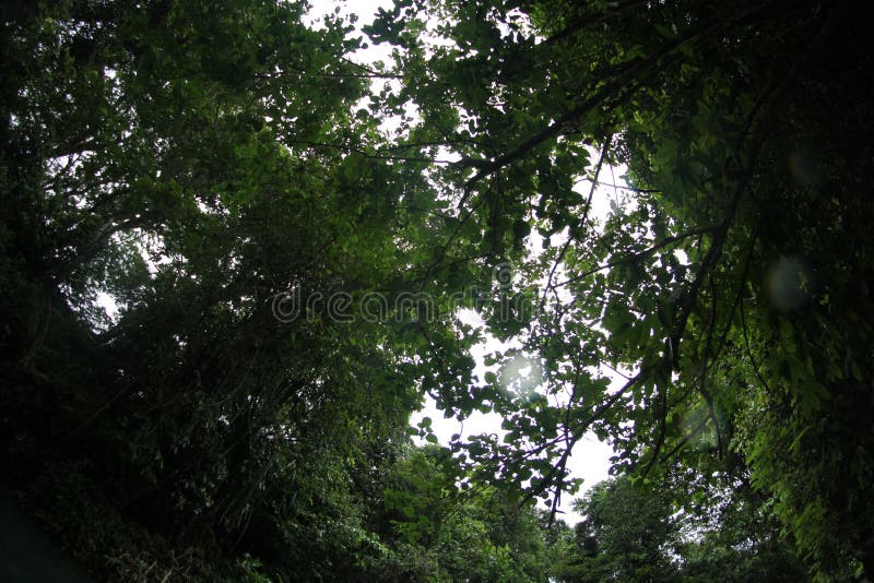 River Forest in Pangandaran, West Java, Indonesia Stock Image - Image ...