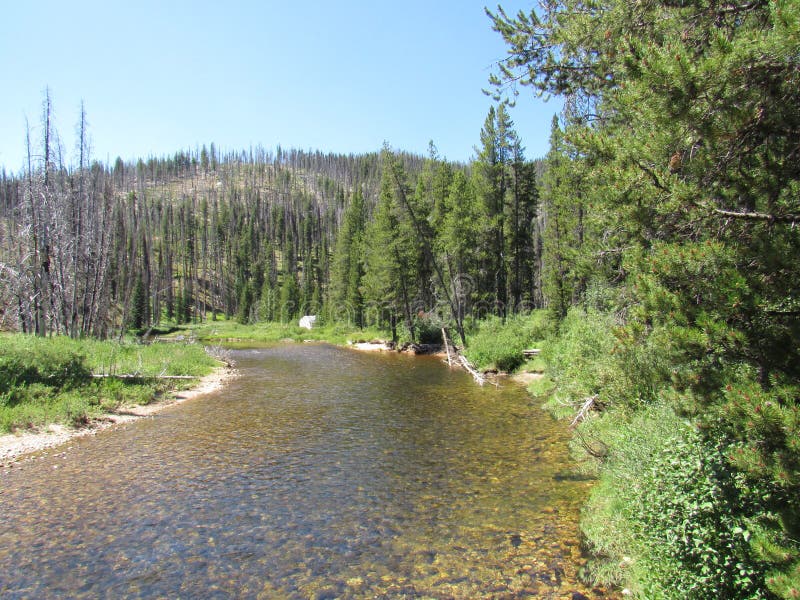 River stock image. Image of pine, river, trees, forest - 141136255
