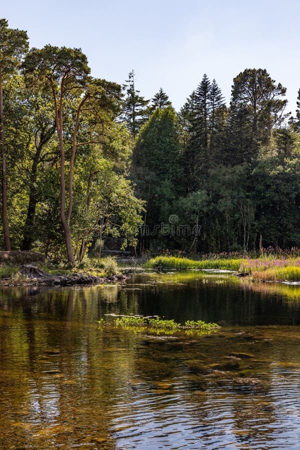 River and Forest with Reflections Stock Photo - Image of ireland ...