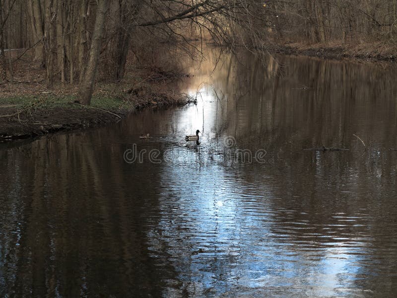 River and Forest Reflections Stock Image - Image of shore, flowing ...
