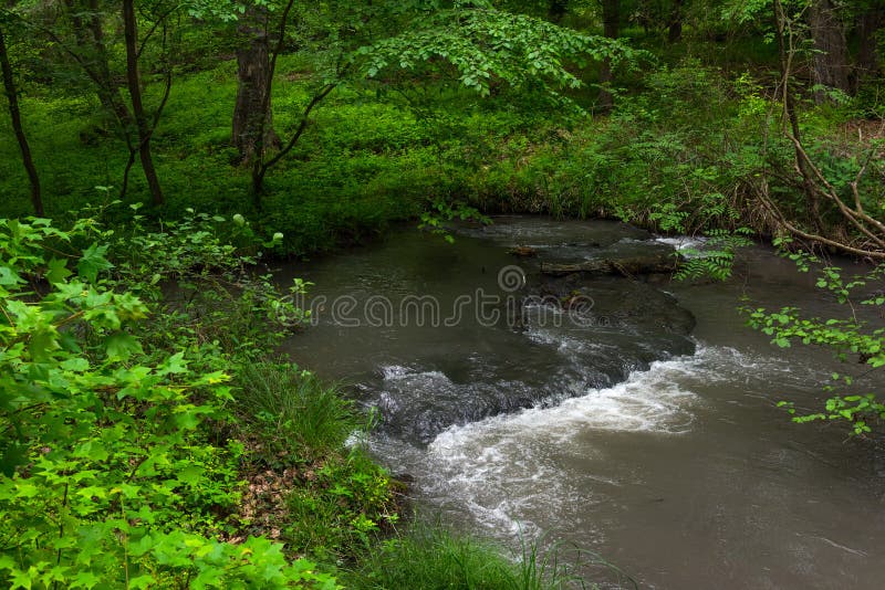 River in forest stock image. Image of water, spring, plants - 92434949