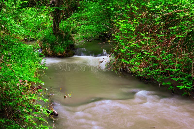 River in forest stock photo. Image of small, brook, oxygen - 92437062