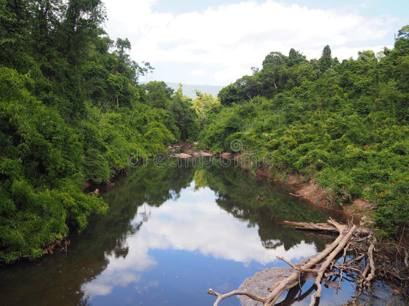 River in the forest stock photo. Image of water, nature - 181760788