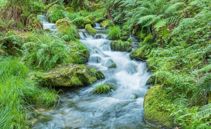 River through the Forest in Spain Stock Image - Image of foliage ...