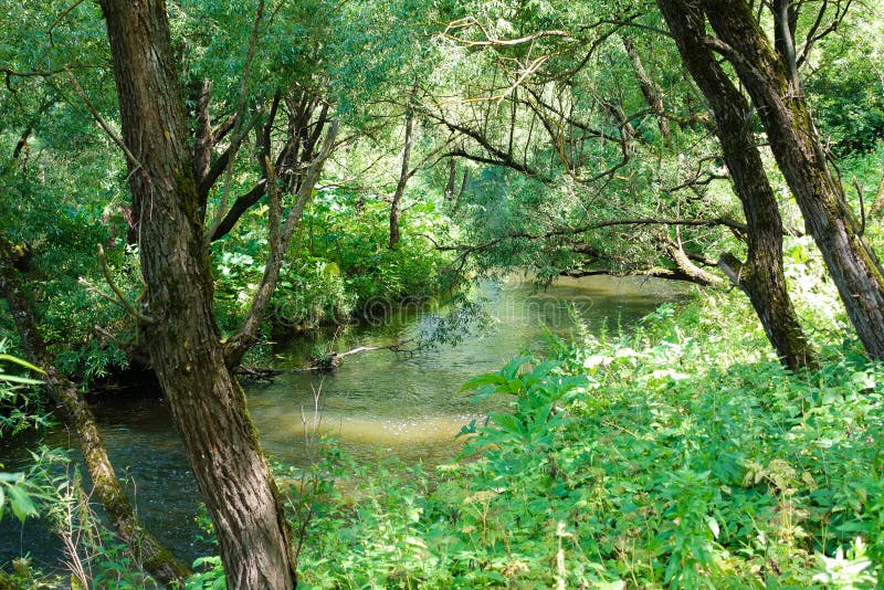 River in the Forest. Water between the Trees. Green Forest. Summer Time ...