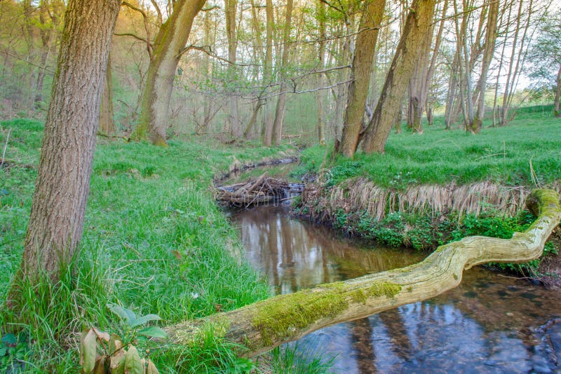 Forest, Wetlands, Mountains, Sky and Sea in Nature Stock Image - Image ...