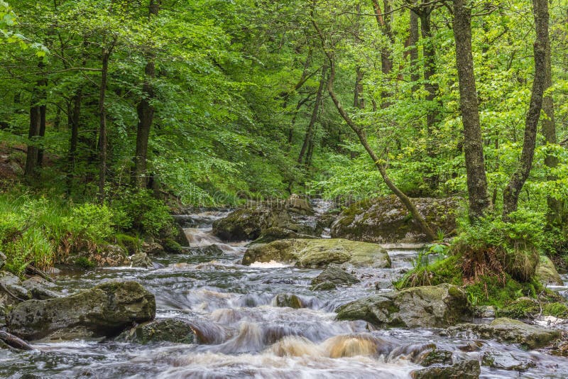 River in the forrest stock photo. Image of flowing, trees - 80857802