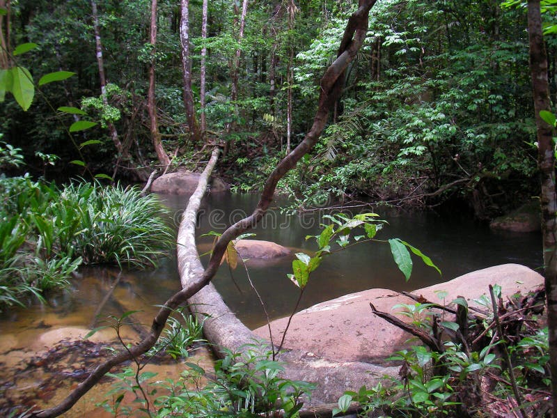 River in French Guyana Rainforest. Stock Photo - Image of river, garden ...