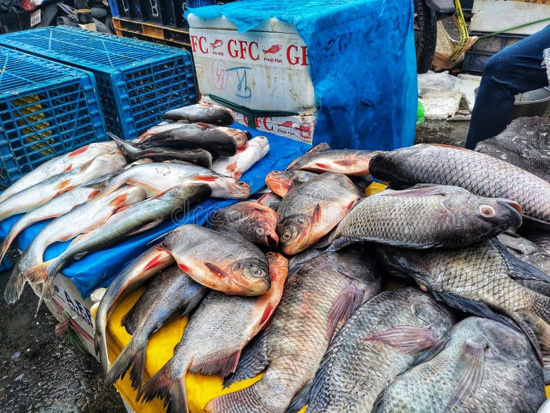 604 Indian Fish Store Stock Photos - Free & Royalty-Free Stock Photos ...