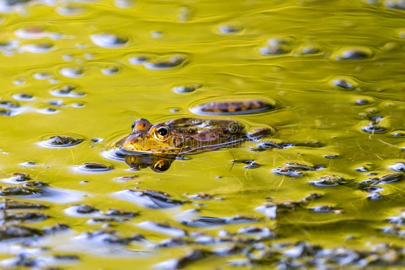 River Frog on Algae. Closeup of a Green Frog Stock Image - Image of ...