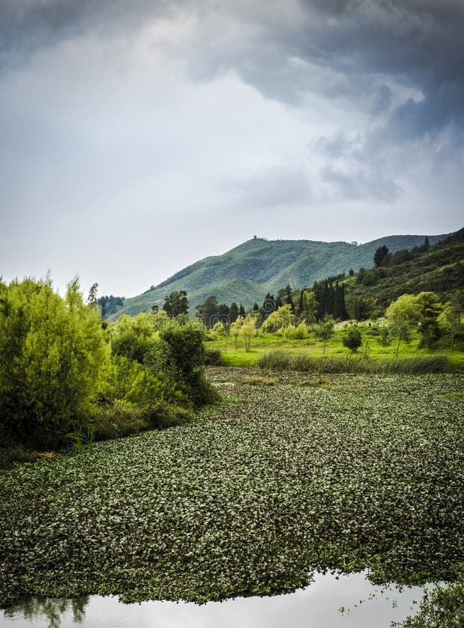 River Full of Floating Leaves Stock Photo - Image of grass, autumn ...