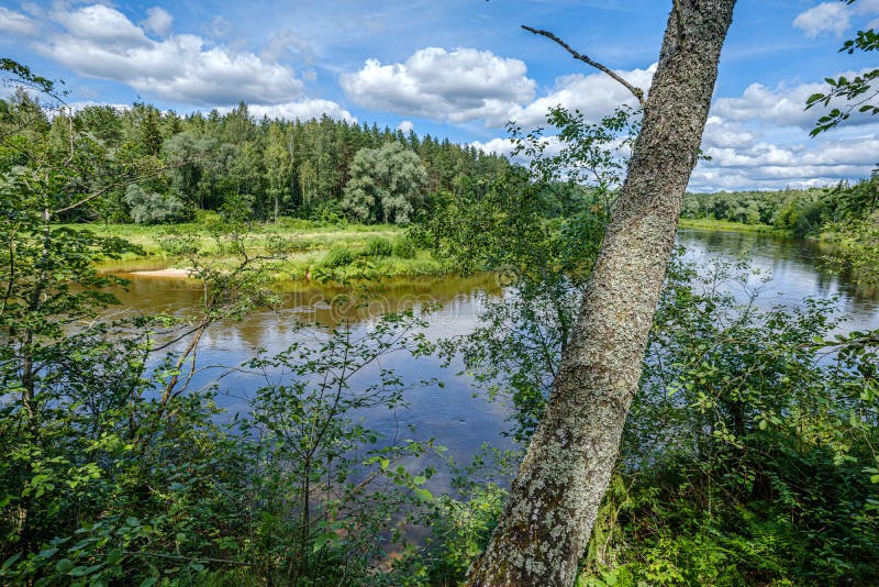 River Gauja in Latvia, View through the Trees in Summer Stock Image ...