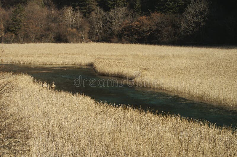 River go through the reeds stock photo. Image of scenic - 4354620