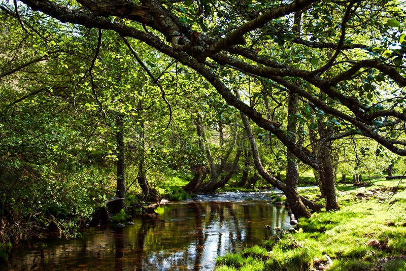 River with close trees stock photo. Image of deep, close - 172771964