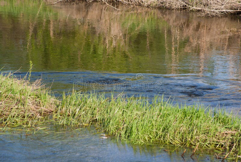 River Grass on a Strong Current of a Spring River Stock Photo - Image ...