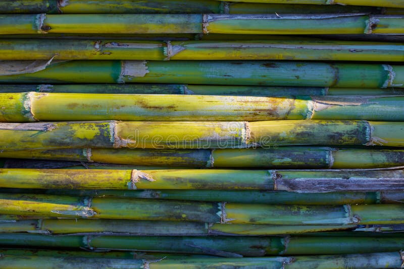 Cane harvest stock image. Image of sugar, agriculture, agricultural ...