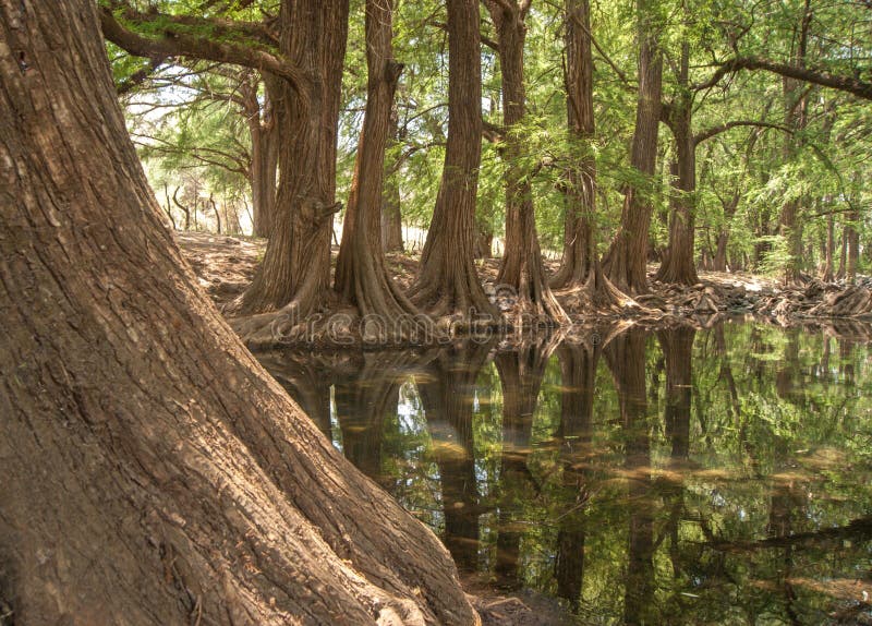River in the Green Forest with Reflection of Willow Trees in Manuel ...