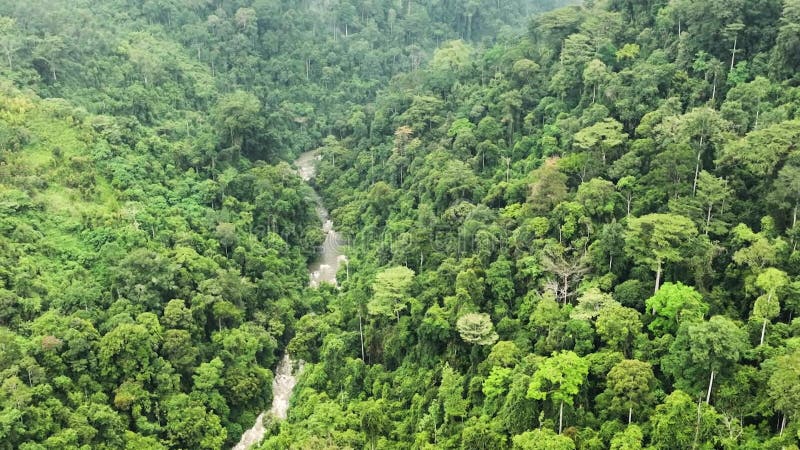 River in the Rainforest. Sumatra, Indonesia. Stock Video - Video of ...