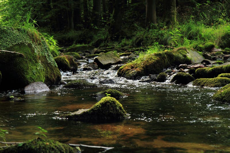 River in the Green Spring Forest Stock Photo - Image of creek, tropical ...