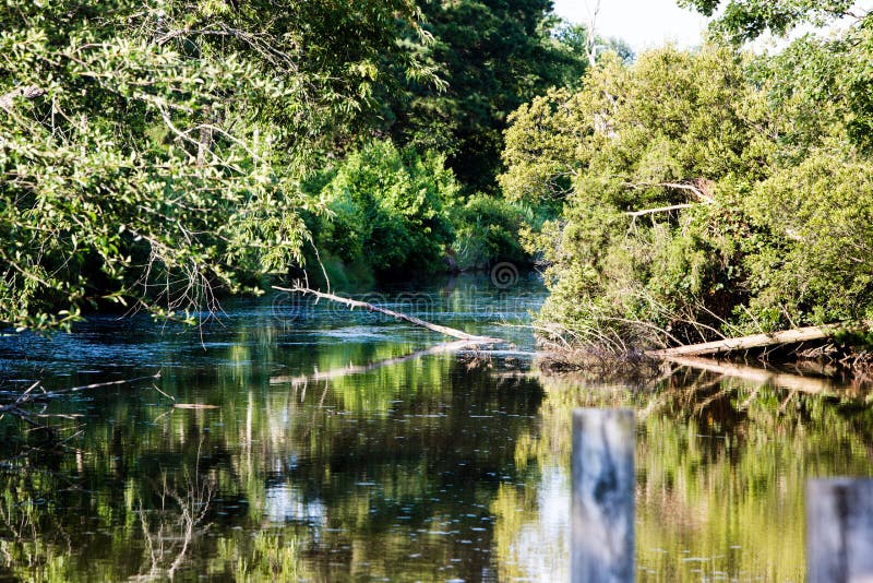 Tree Lined Stream Summer Afternoon Stock Image - Image of prime, park ...