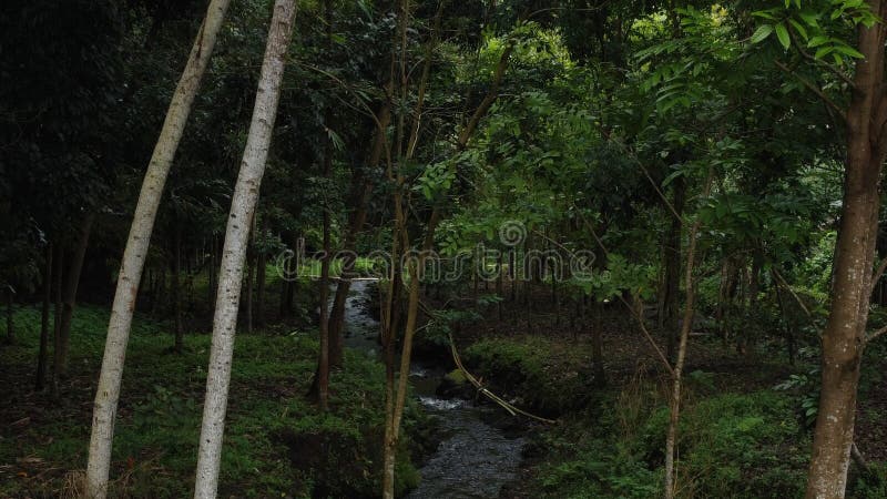 River between green trees stock image. Image of nature - 263010237