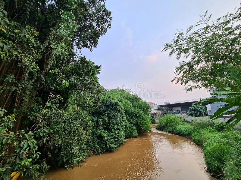 River Green Trees and Choco Water Stock Image - Image of water, tree ...