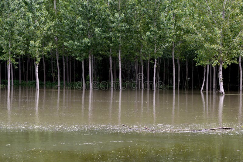 River Grew after Heavy Rains Stock Image - Image of tree, color: 150242275
