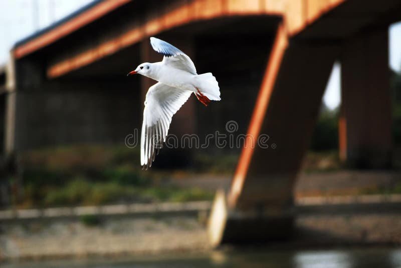 River Gull Picture. Image: 1353443