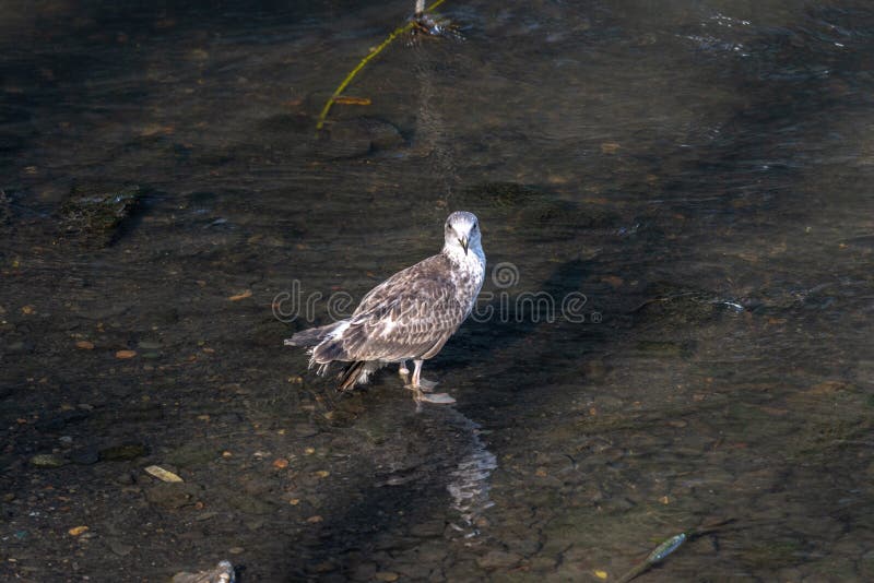 A River Gull with a Broken Wing Stock Photo - Image of move, grey ...