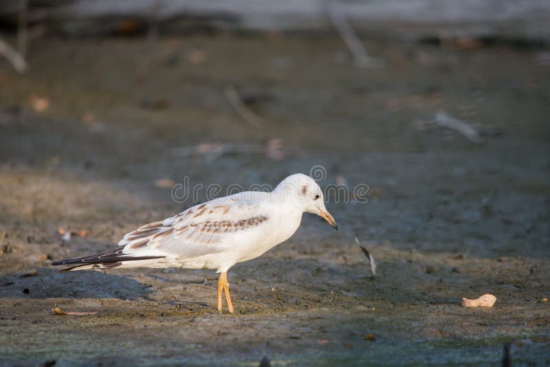 River Gull on Coast of River Stock Image - Image of stone, gull: 124643535
