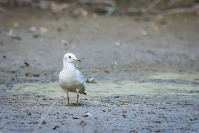 River Gull on Coast of River Stock Photo - Image of bird, drinking ...