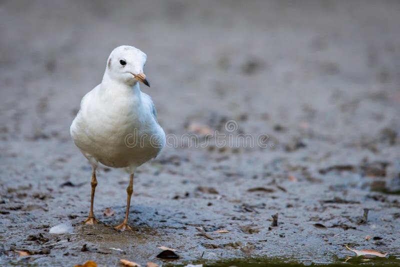 River Gull on Coast of River Stock Image - Image of blue, gull: 205495619
